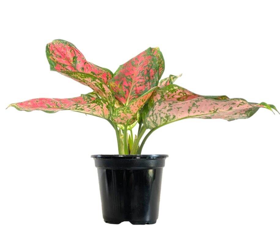 Aglaonema Ruby Ray,, 5-6 Leaves | Lazada PH