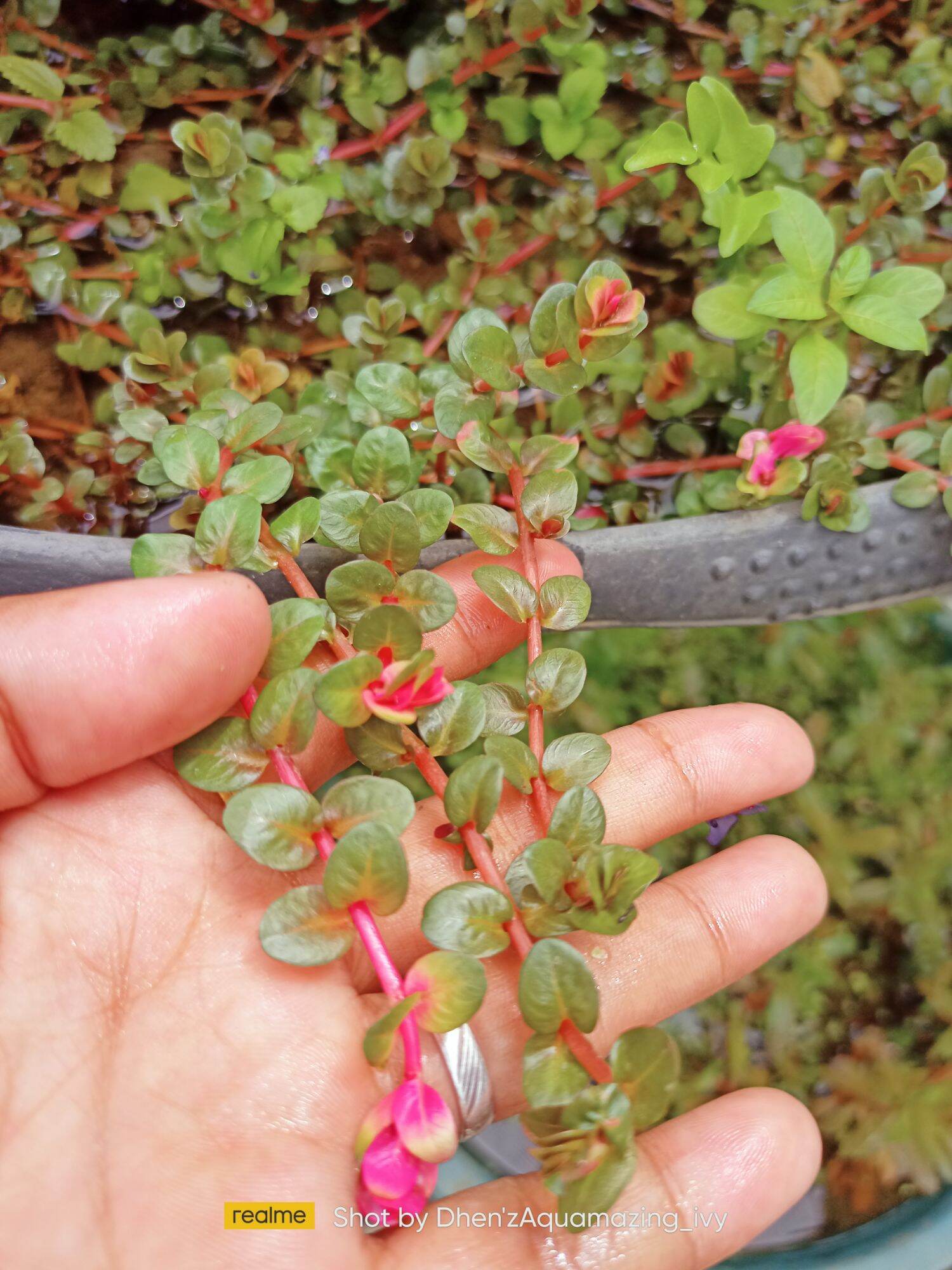 rotala blood red 6 stems rare (emersed form) | Lazada PH