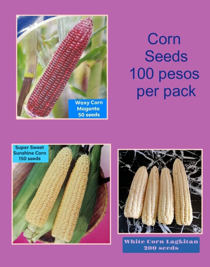 White Corn Lagkitan 200 seeds / Super Sweet Sunshine Corn 150 seeds ...