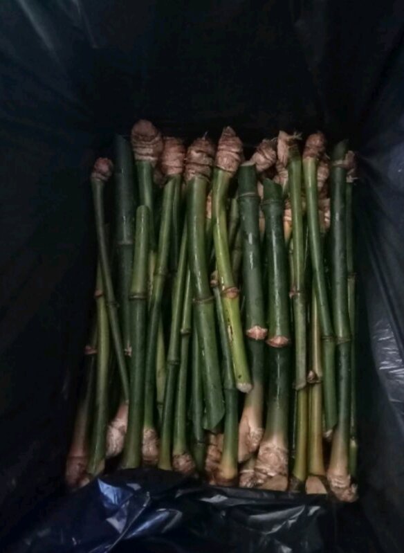 Bayog bamboo cuttings | Lazada PH