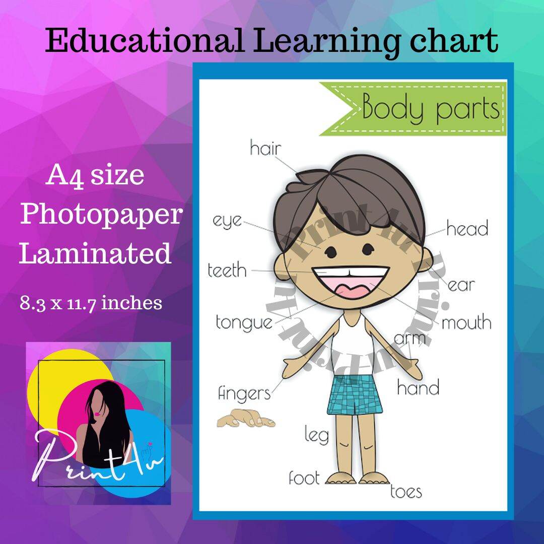 Body Parts Learning chart Laminated A4 | Lazada PH