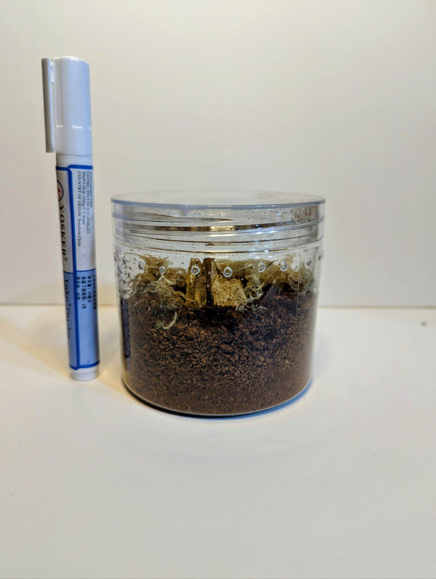 TARANTULA ENCLOSURE SET UP | Lazada PH