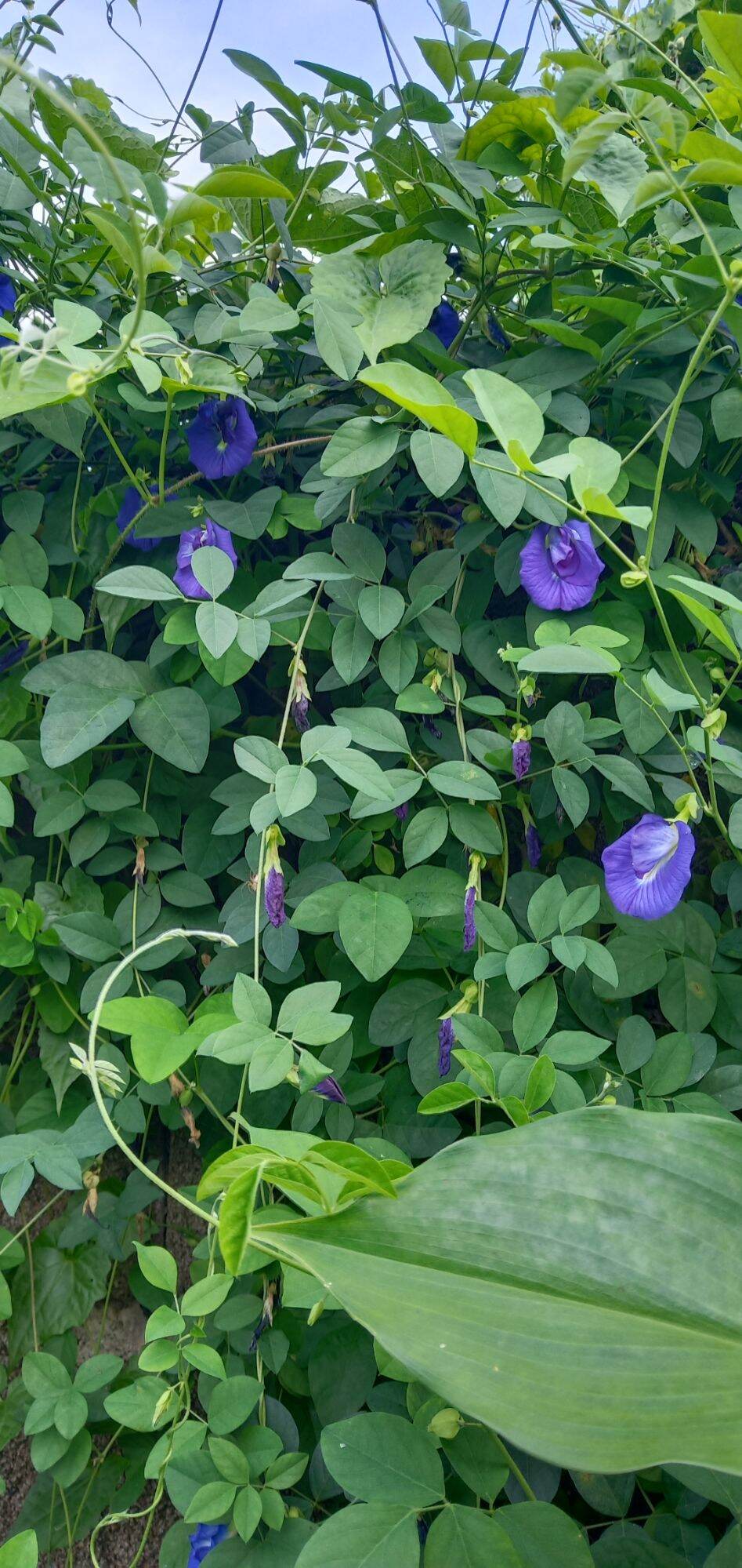 Clitoria ternatea BLUE TERNATE | Lazada PH