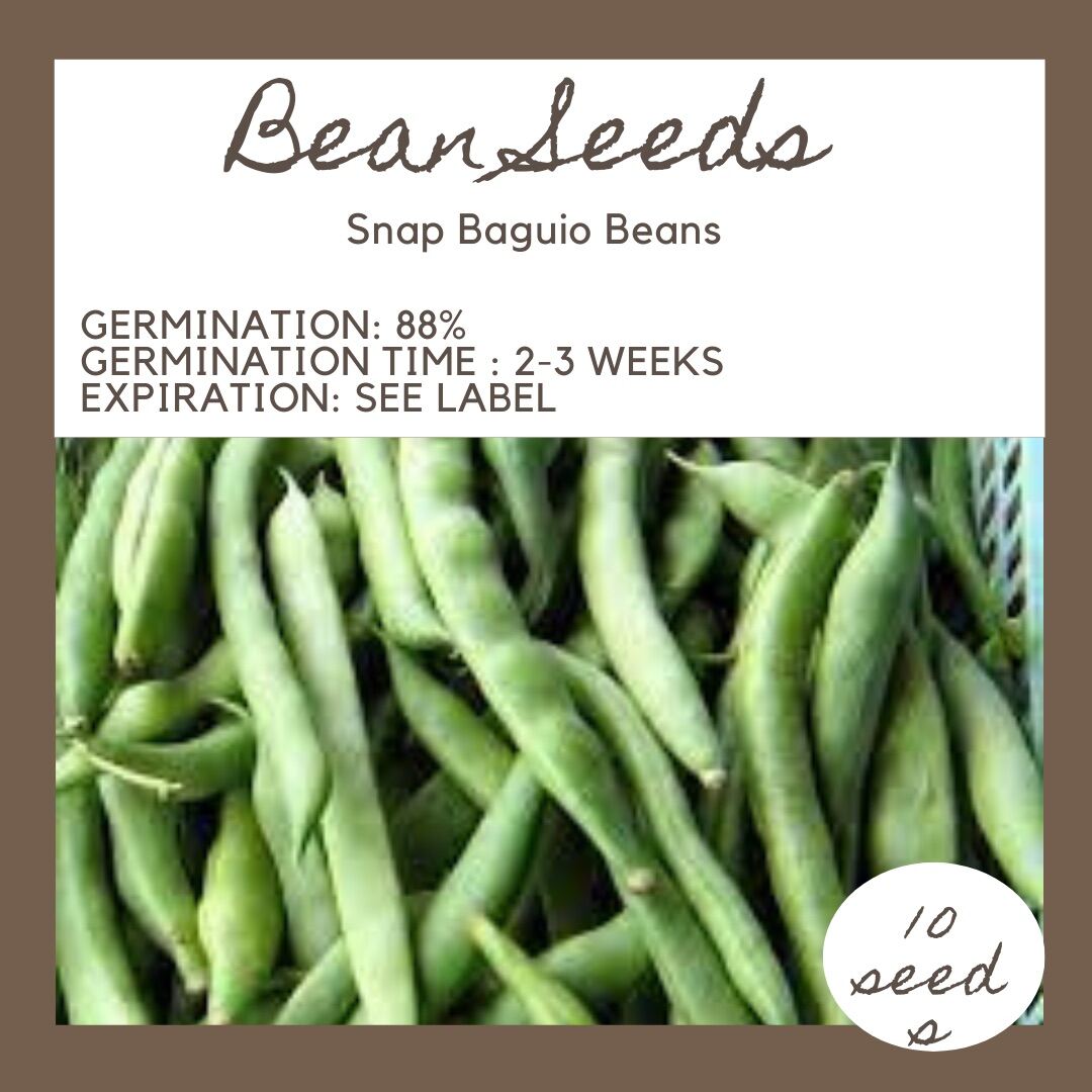 Vegetable Seeds SNAP BAGUIO BEANS SEEDS / HIGH GERMINATION 10 SEED PER ...