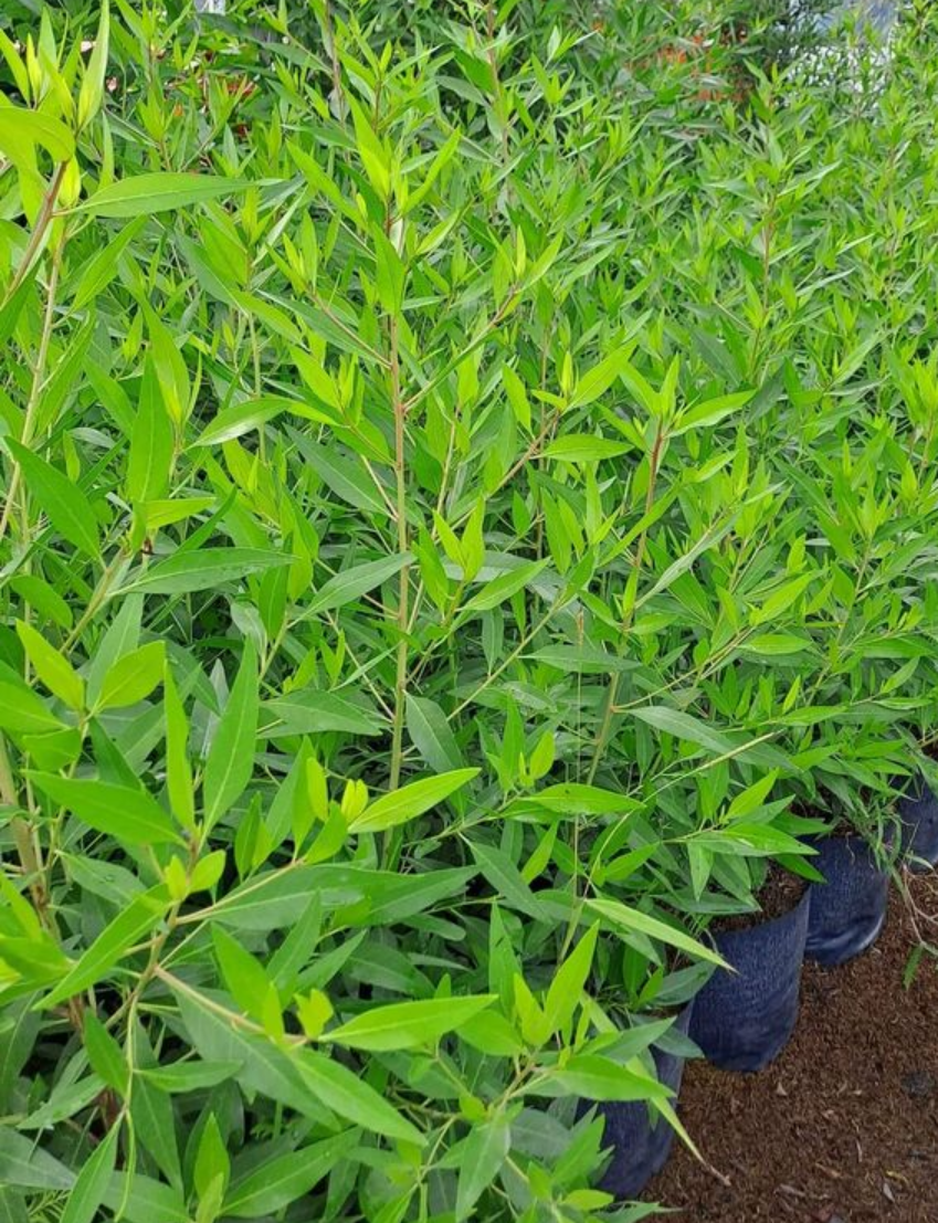 Nedra Conocarpus | Lazada PH