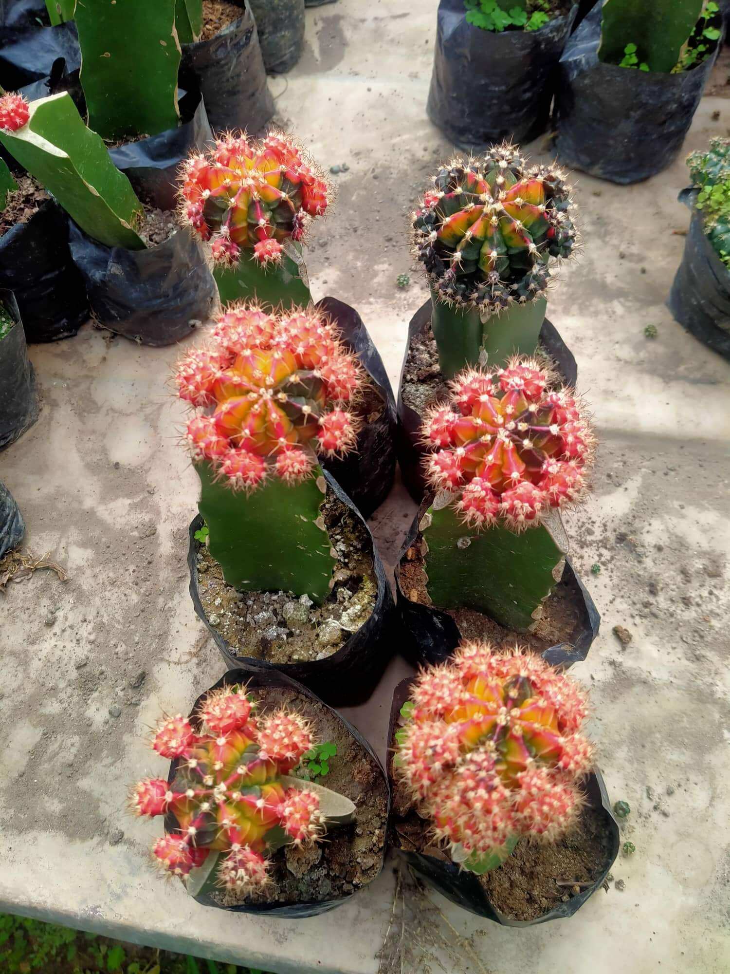 Grafted Variegated Gymno (Rare and Collectible Grafted Cactus) | Lazada PH