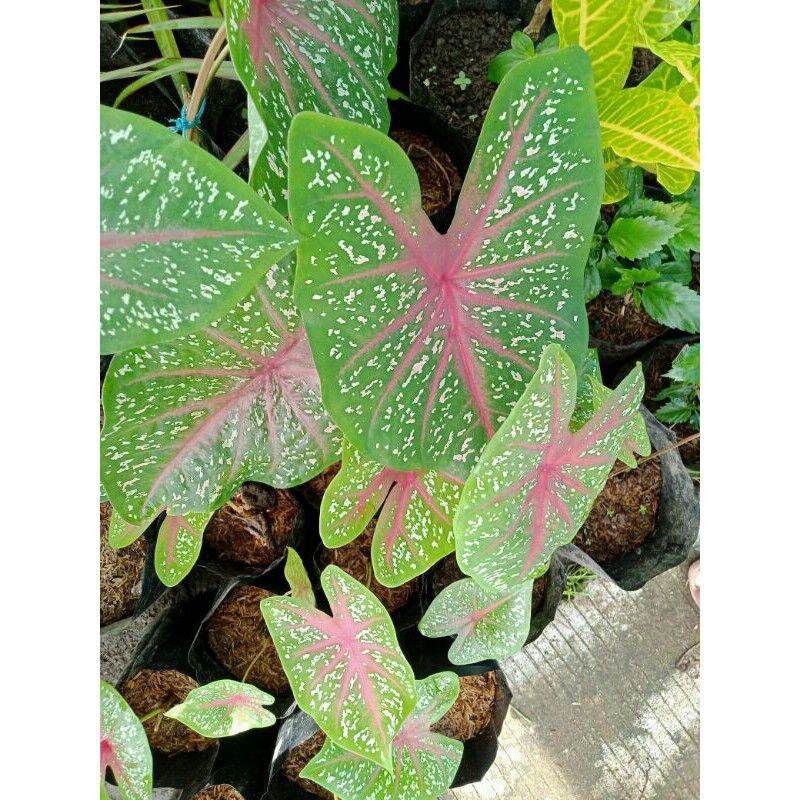 Caladium Red Belly | Lazada PH