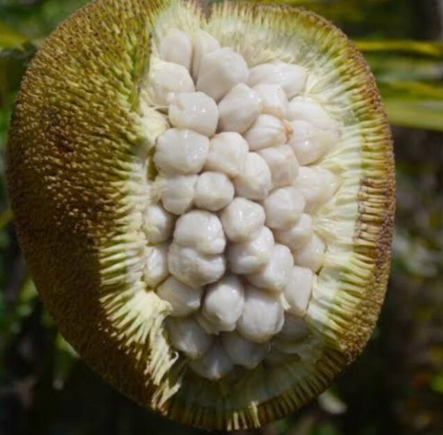 Marang seeds (15pcs) | Lazada PH