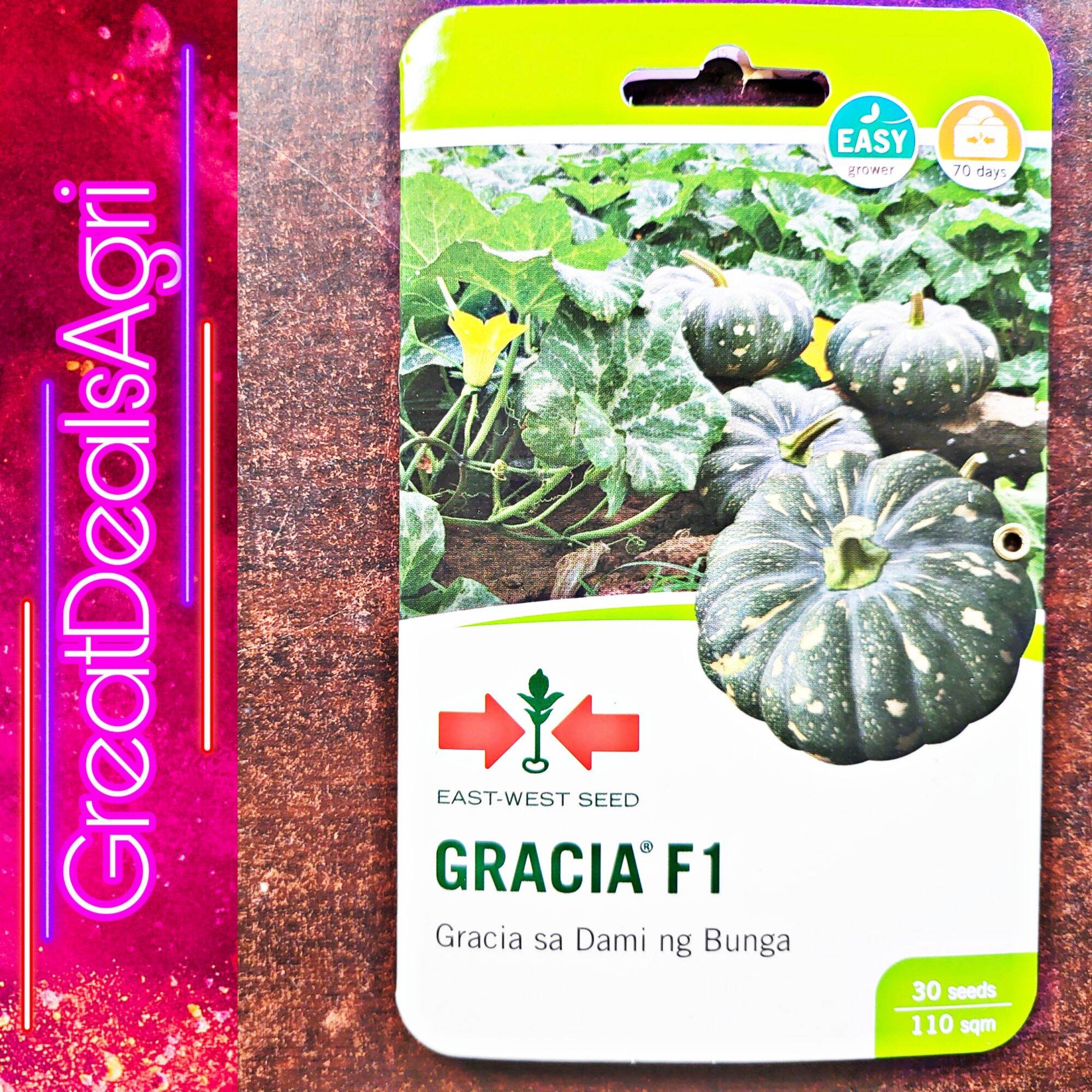 GRACIA F1 HYBRID KALABASA OR SQUASH SEEDS (30 SEEDS) EAST WEST SEEDS ...