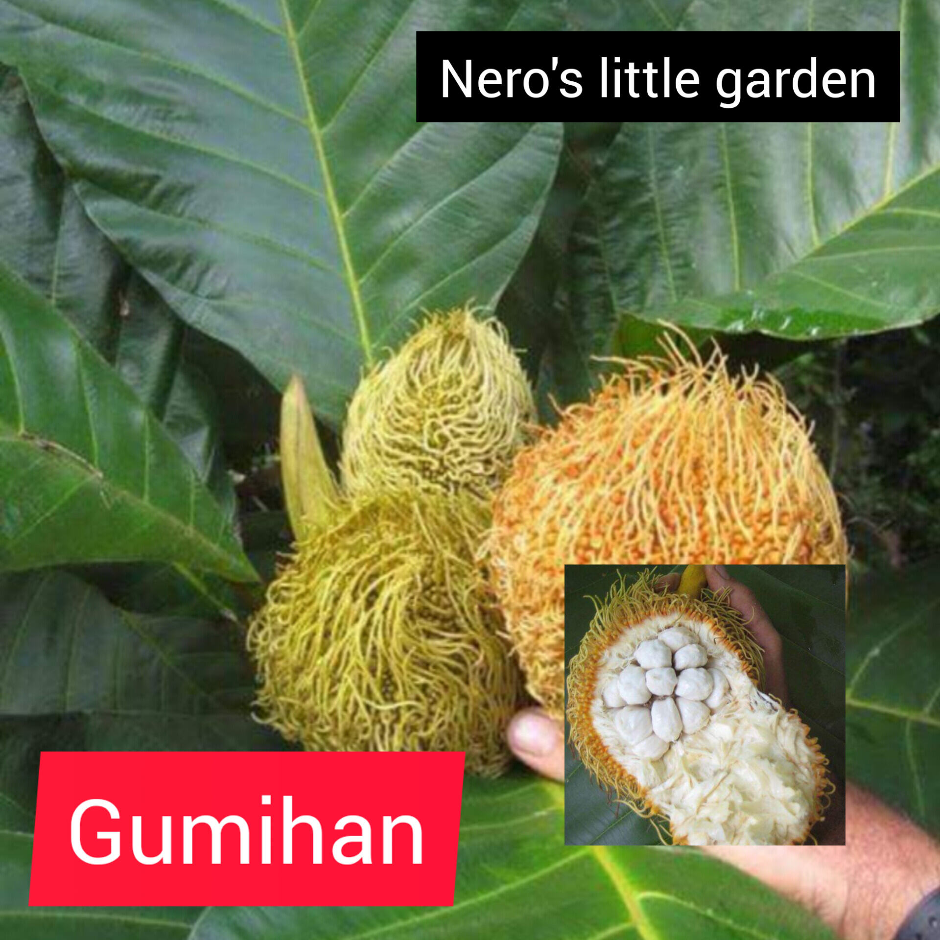 NLG0000154 nero's gumihan | Lazada PH