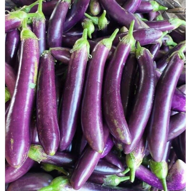 Eggplant Seeds purple (Talong Seeds 15pcs) | Lazada PH
