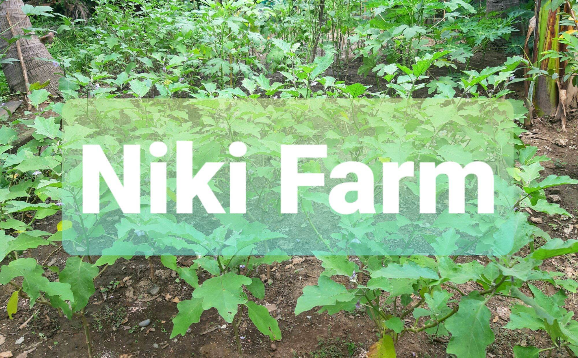 Shop online with Niki Farm now! Visit Niki Farm on Lazada.