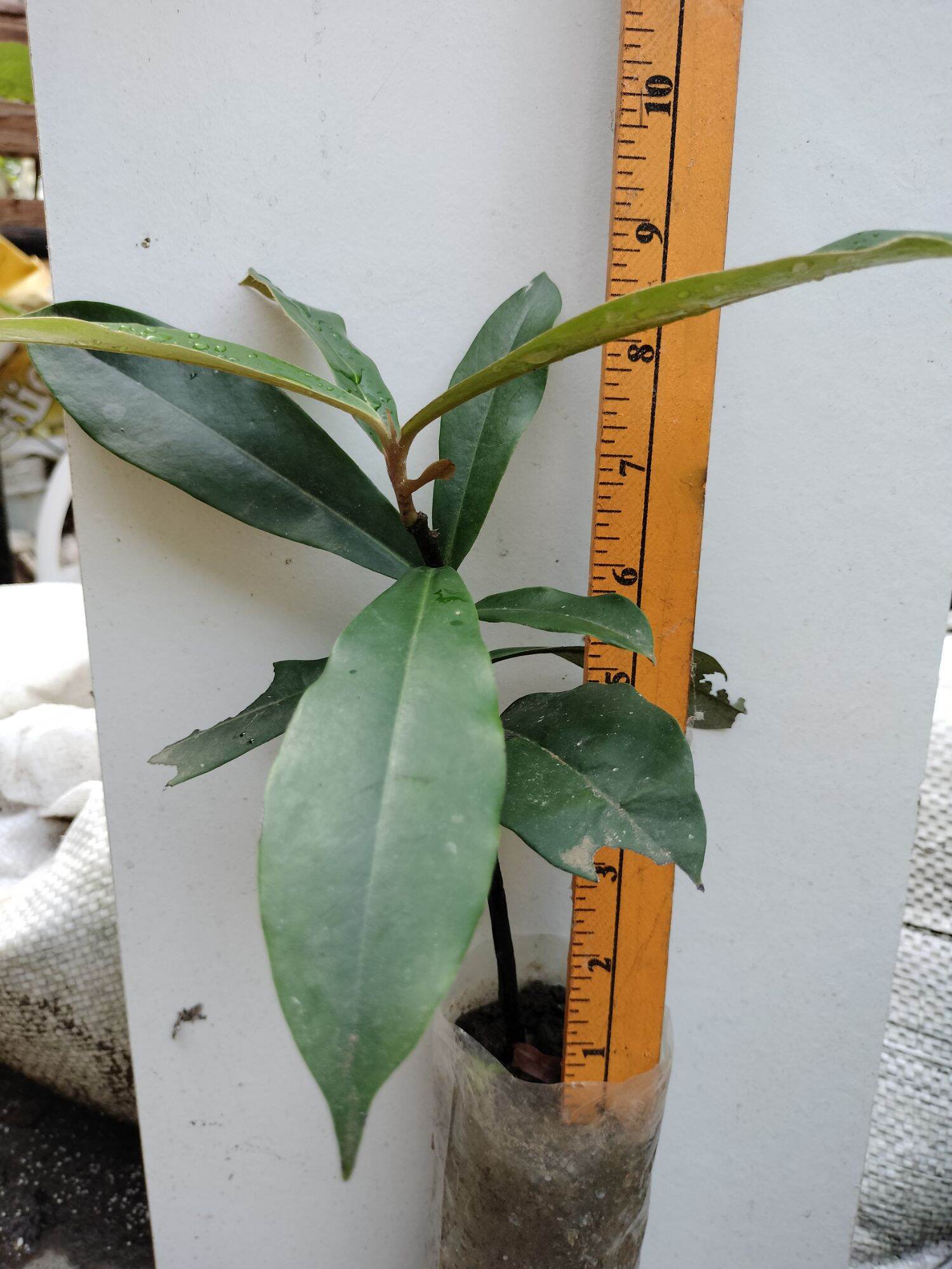 SPM-8. Kamagong seedling, 6-7 leaf stage, at least 8 inches tall ...