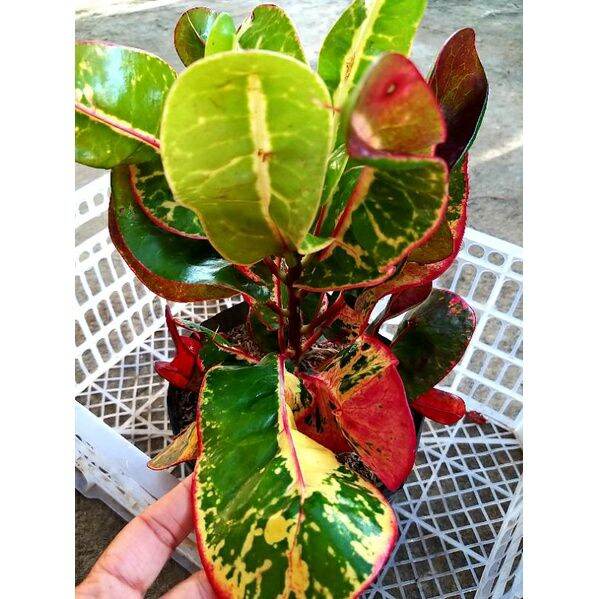 Rare Thai Croton live Plant uprooted