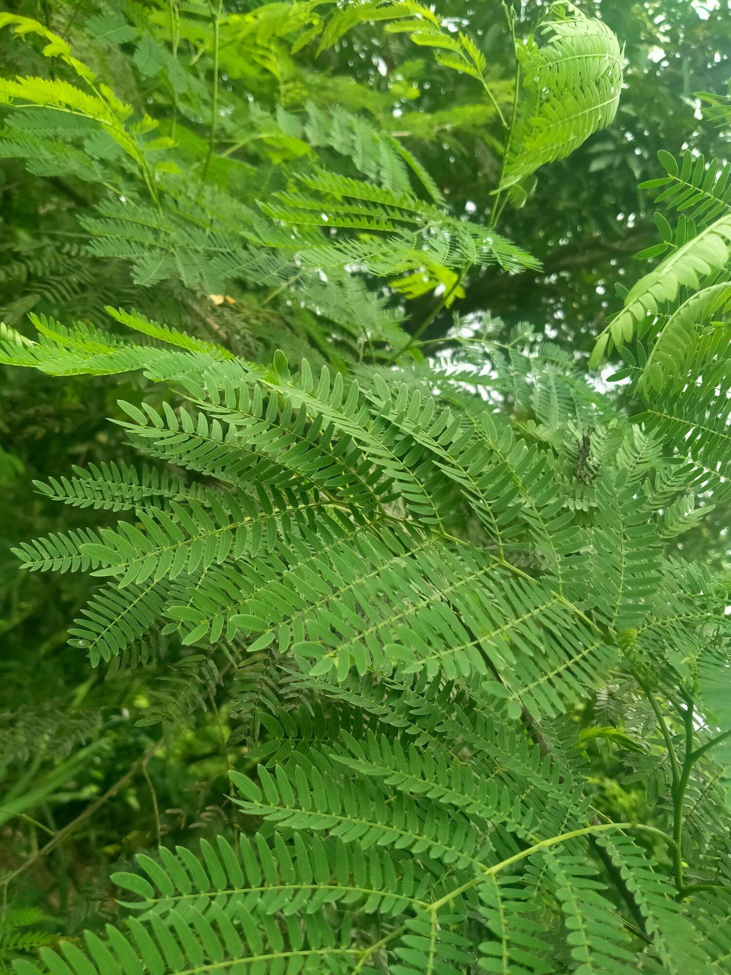 ipil-ipil seeds | Lazada PH