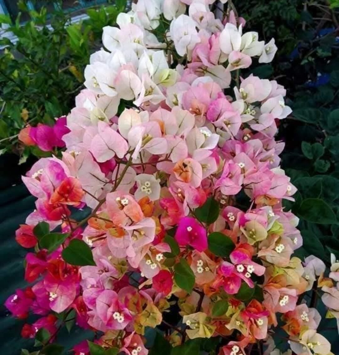 CHITRA INDIA MAgical Top Rare Bougainvillea Live Plant | Lazada PH