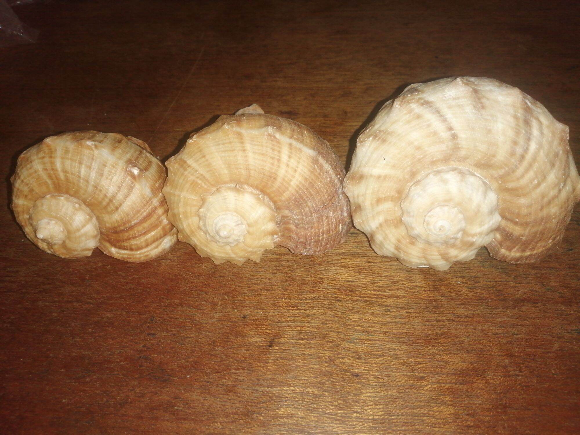 Seashell/Rapana/Collection/Hermit Crab Extra Shell/S, M, L | Lazada PH