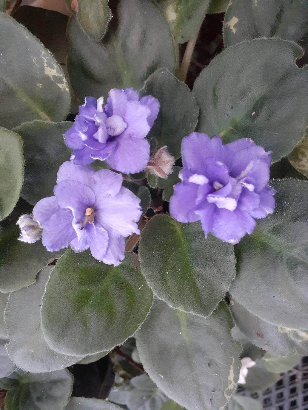 collectible african violets | Lazada PH