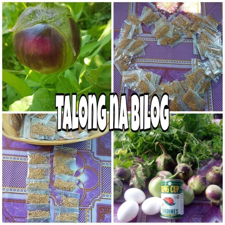 Talong na Bilog seeds for planting | Lazada PH