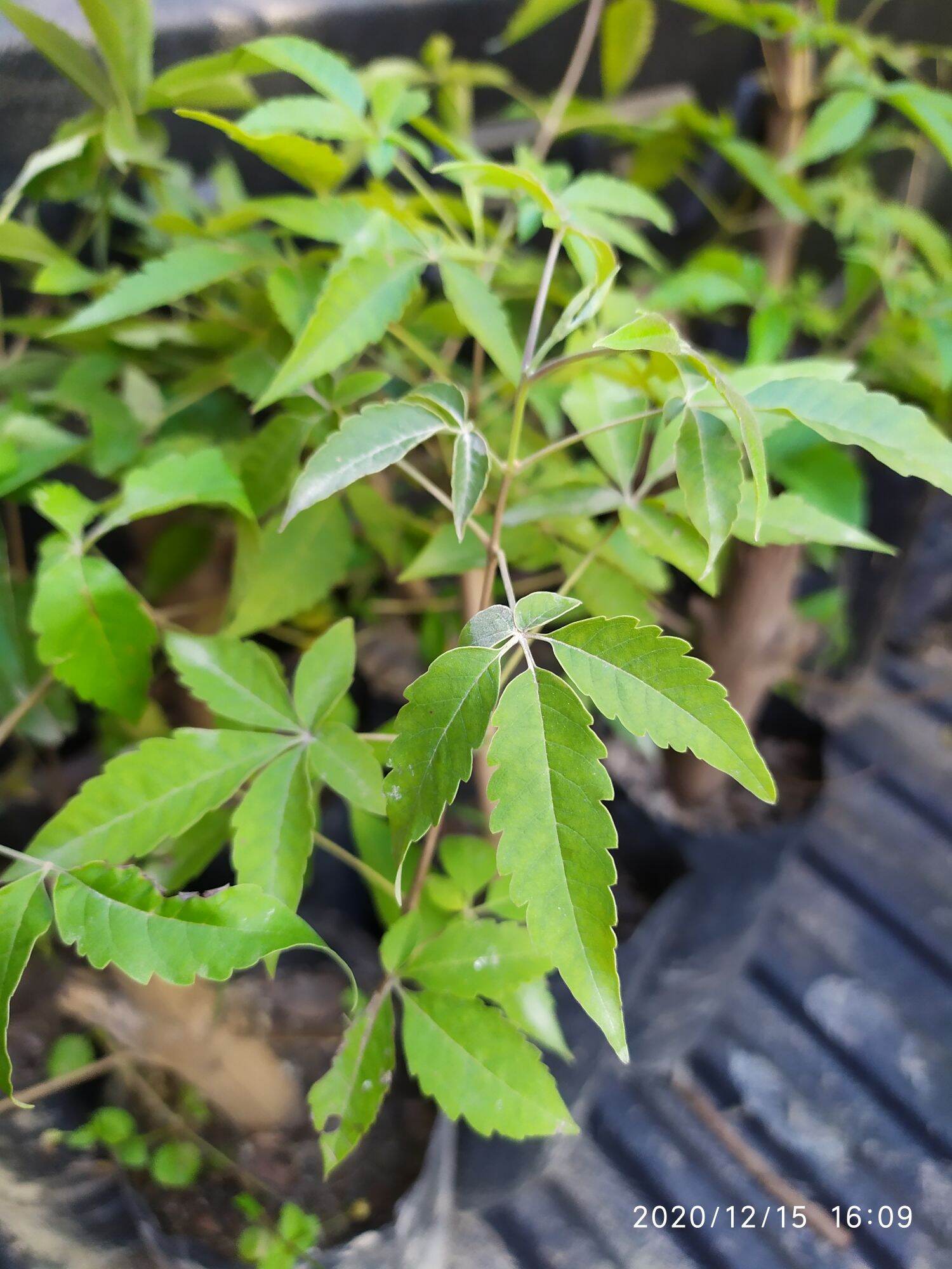 Lagundi (Vitex Negundo plant) | Lazada PH