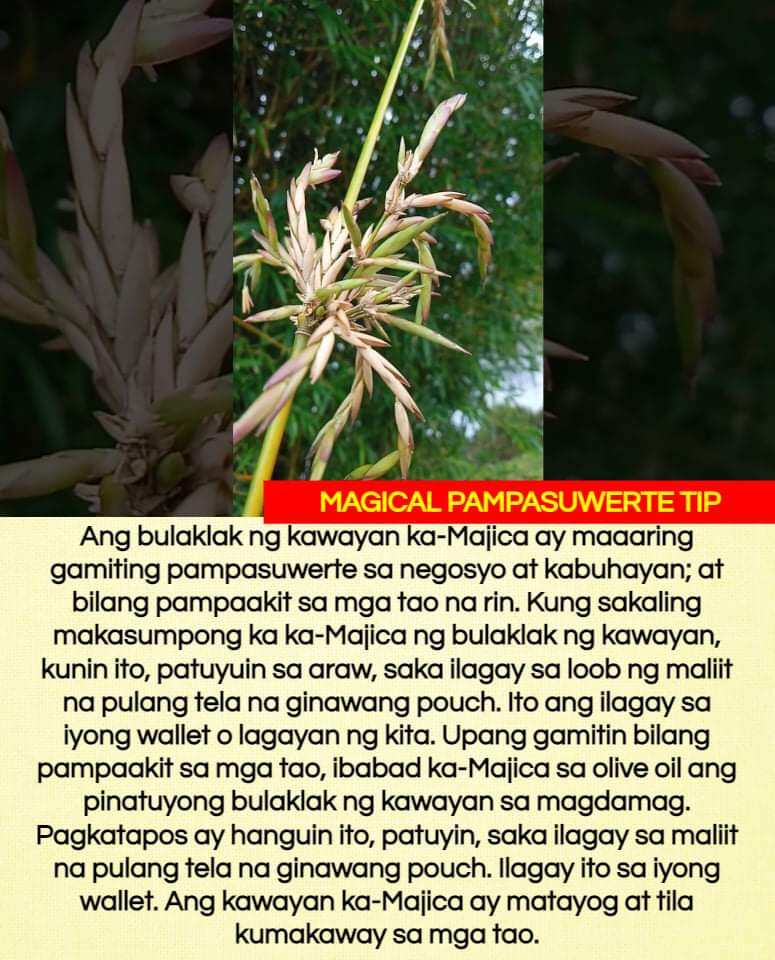 bulaklak ng kawayan | Lazada PH