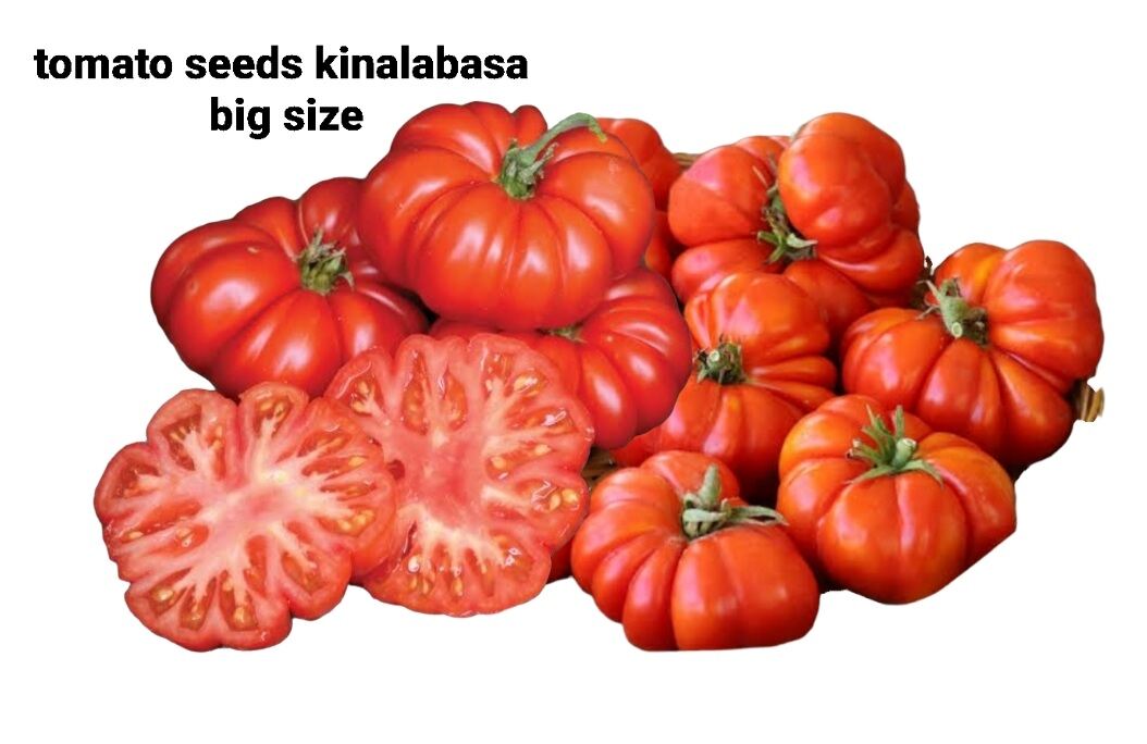 TOMATO SEEDS / KINALABASA STYLE / BIG SIZE / KAMATIS AUTHENTIC SEEDS ...