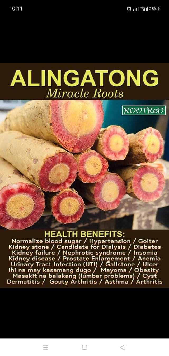 Red Alingatong Herbal Roots 1kg / (LIPA / Alingatong) Traditional ...