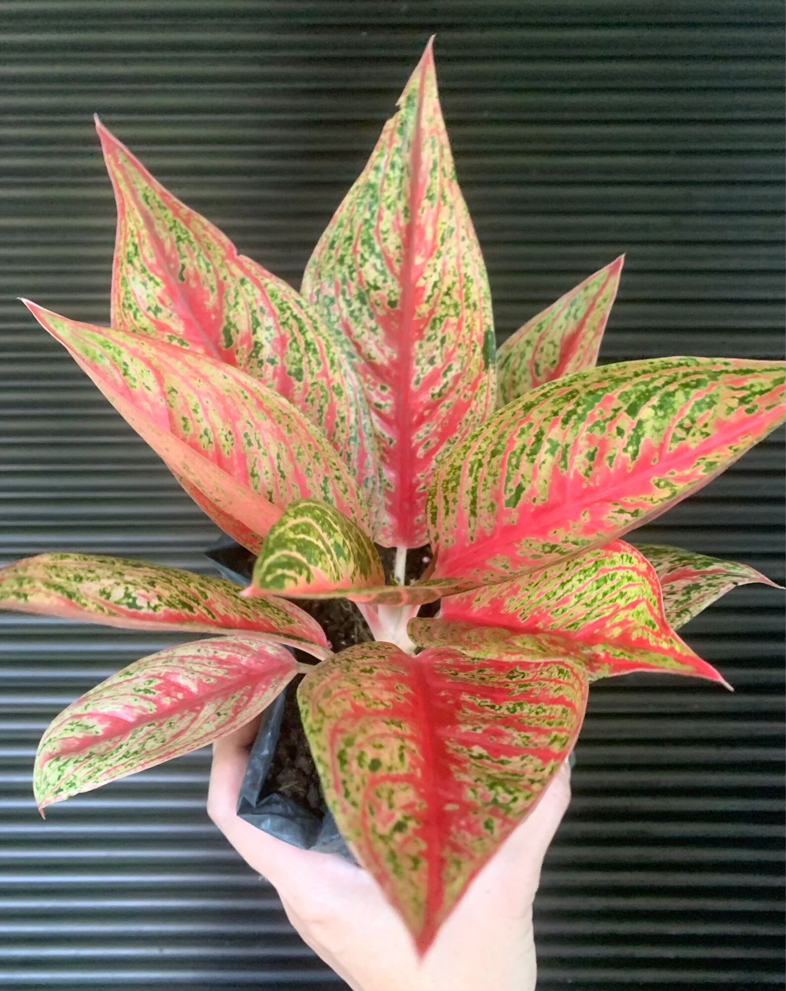 Aglaonema Pink Legacy MEDIUM | Lazada PH