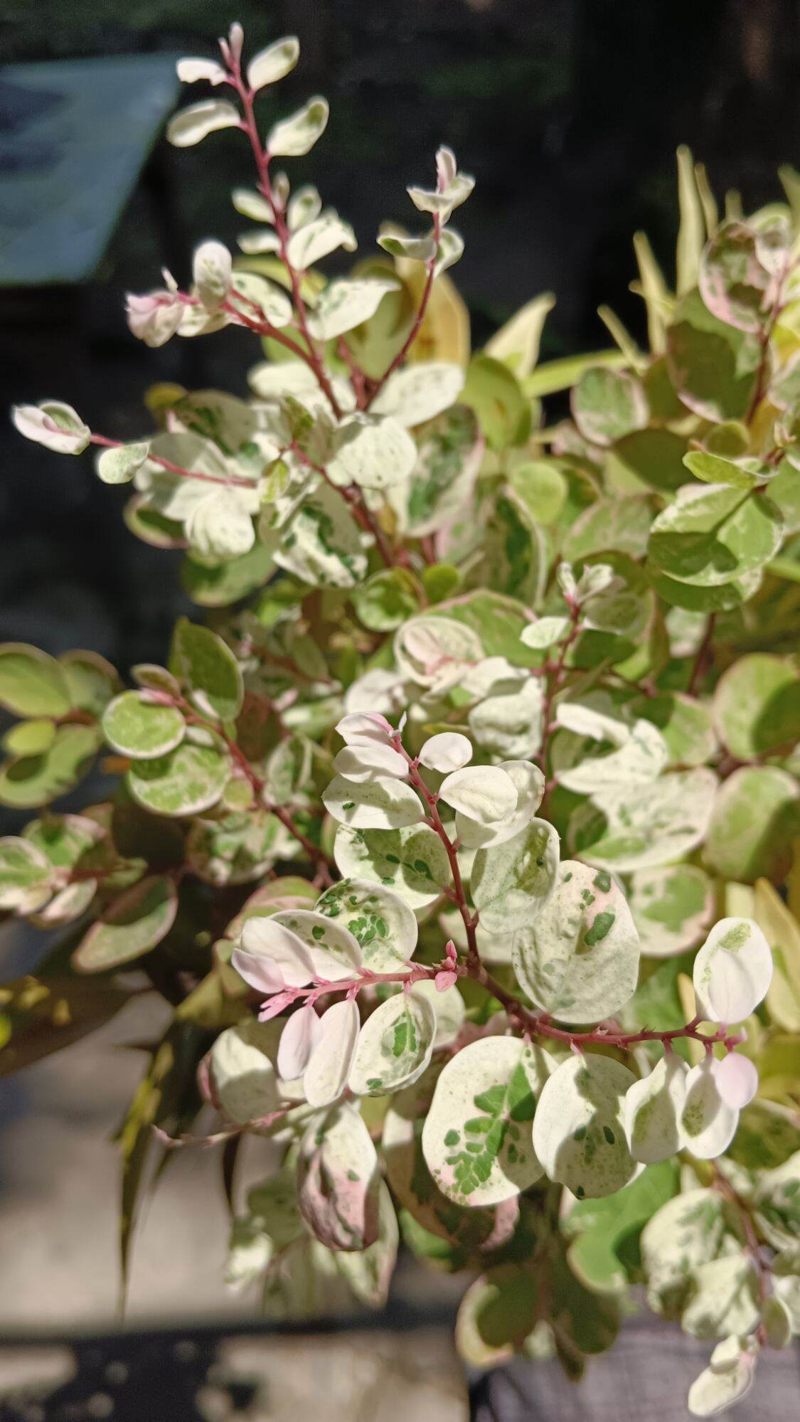 SNOW BUSH Breynia disticha | Lazada PH