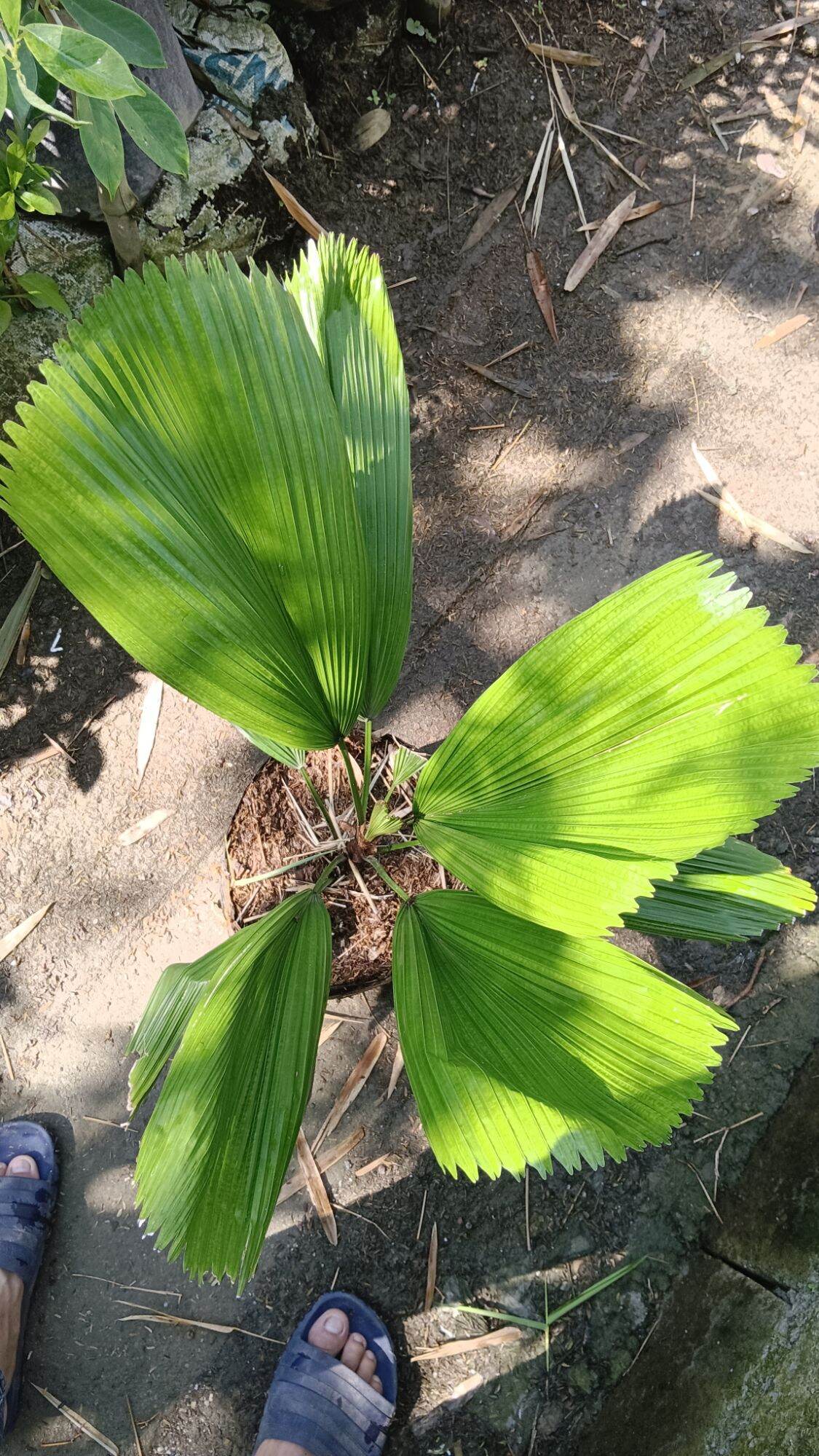Licuala grandis, the ruffled fan palm, Vanuatu fan palm or Palas palm ...