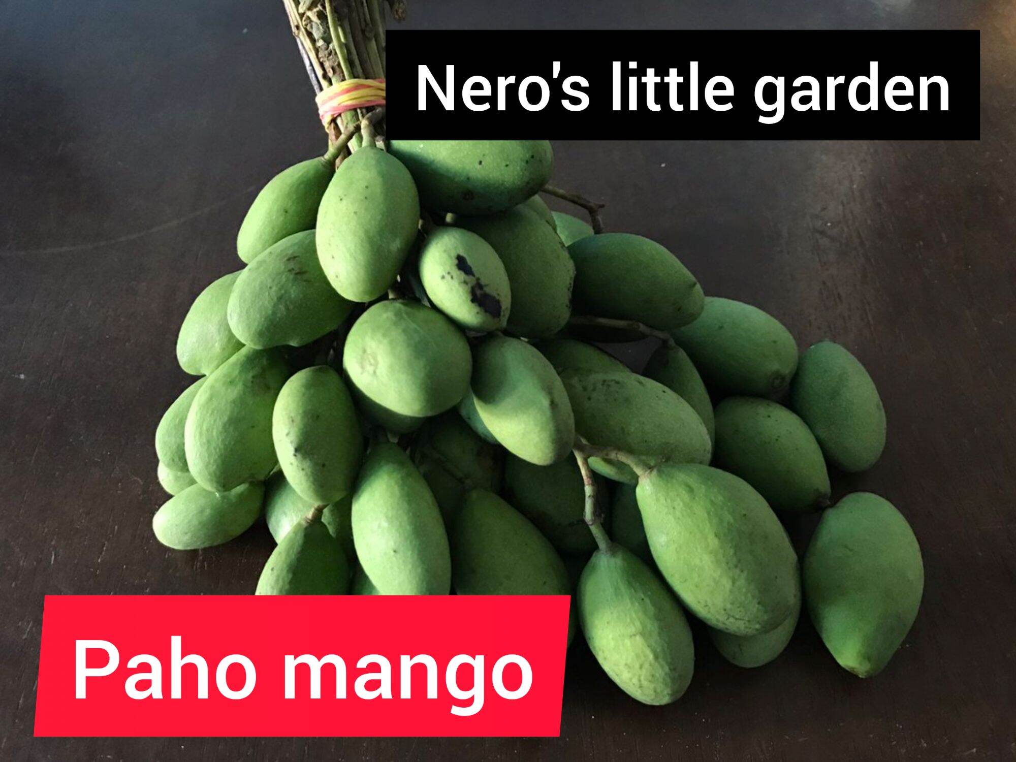 Nero's NLG0000008 paho grafted | Lazada PH