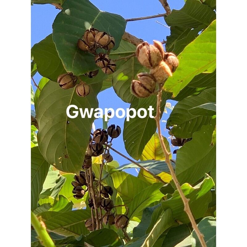 Buy 1 take 1 Banaba Seeds Lagerstroemia | Lazada PH