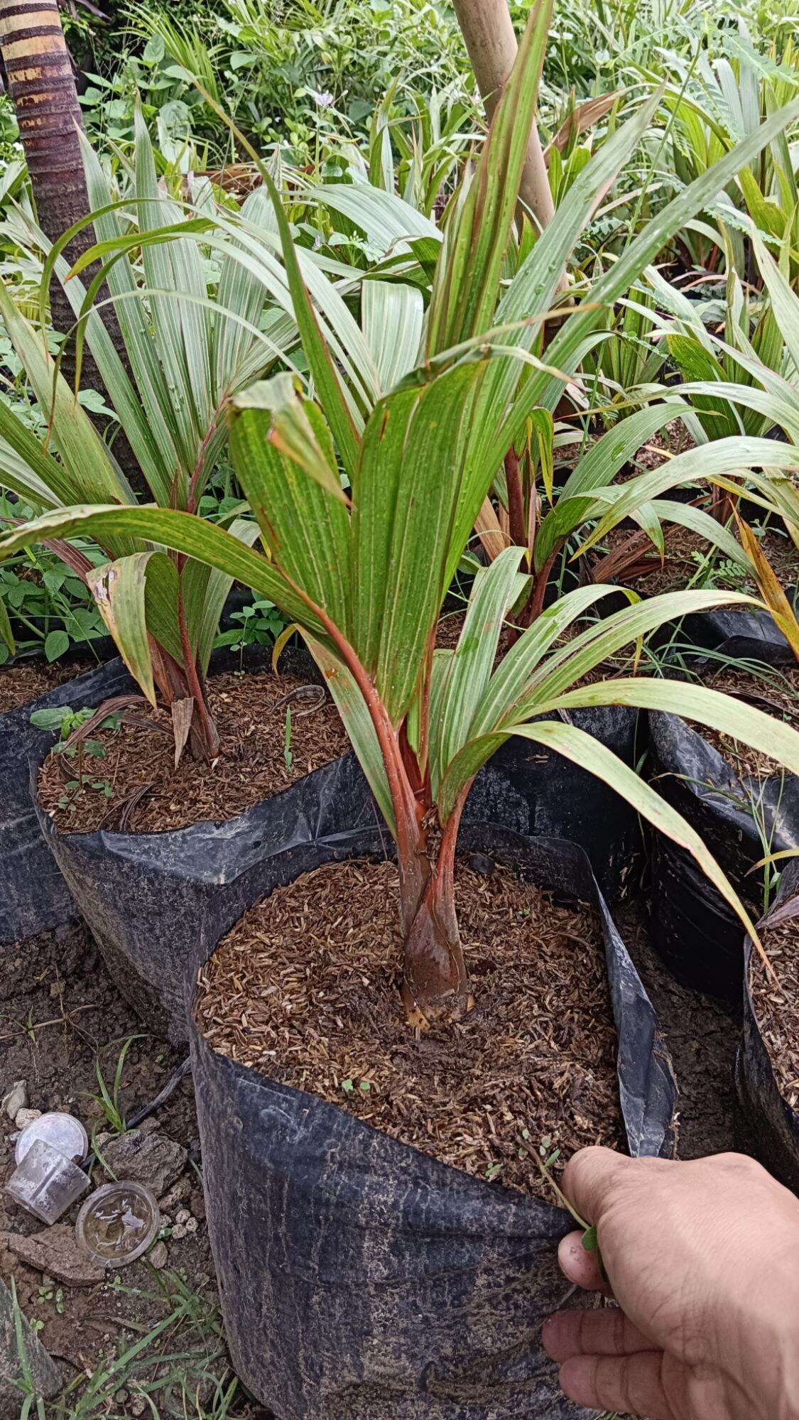 Champagne Palm Tree Lazada PH