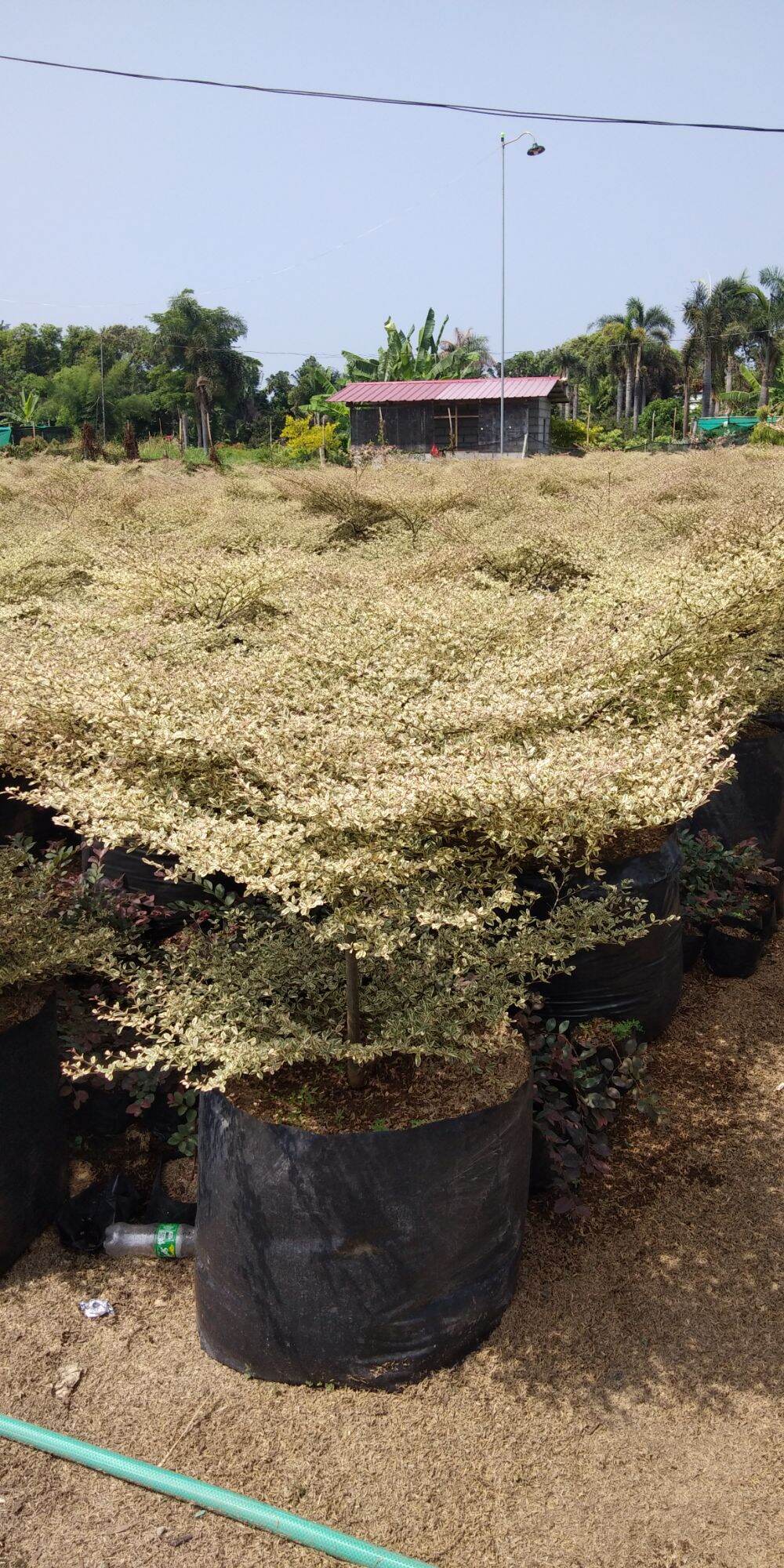 variegated afican talisay live plant lush napo. 45cm wide medium size ...