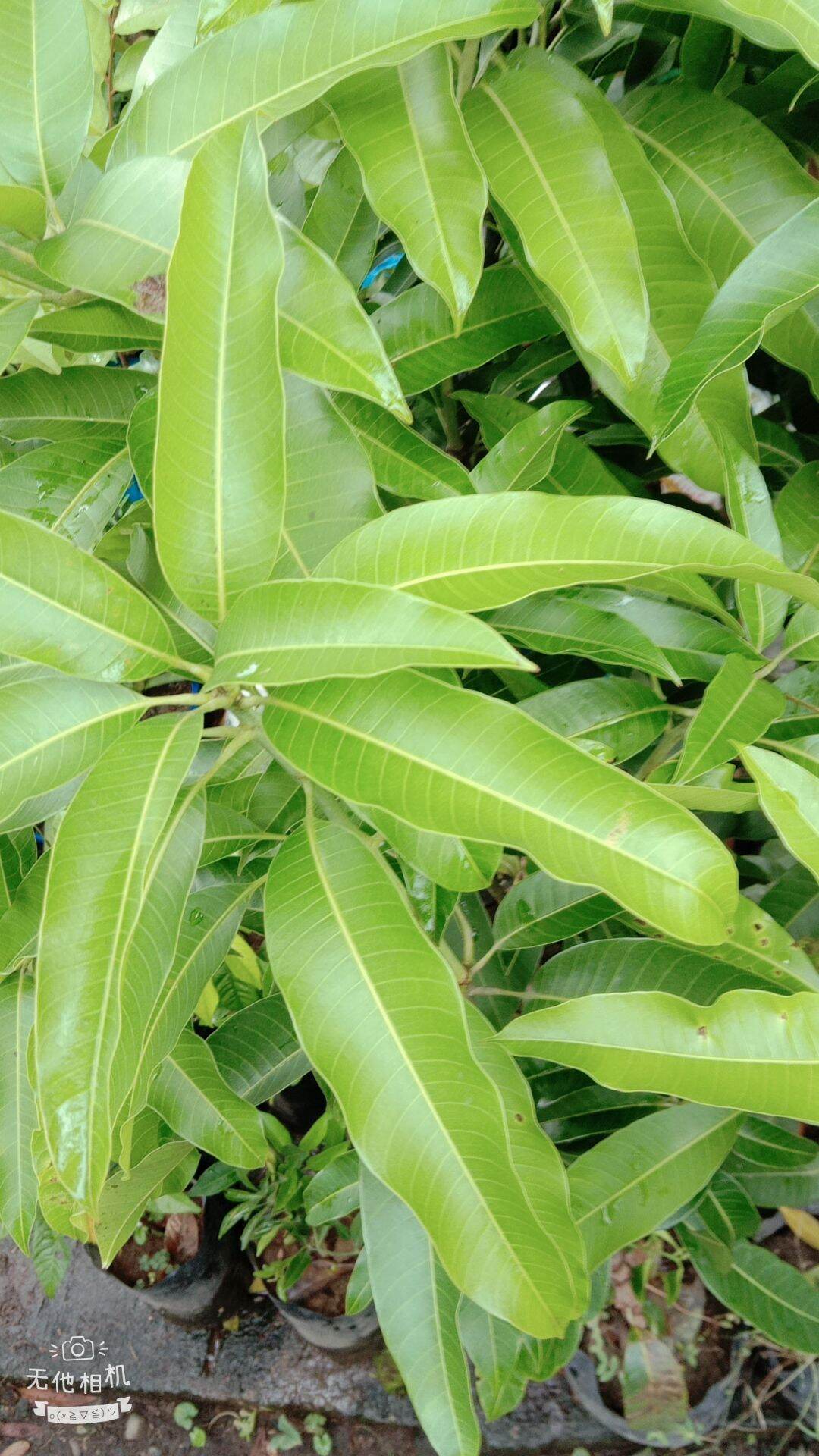 Grafted Catimon Mango | Lazada PH