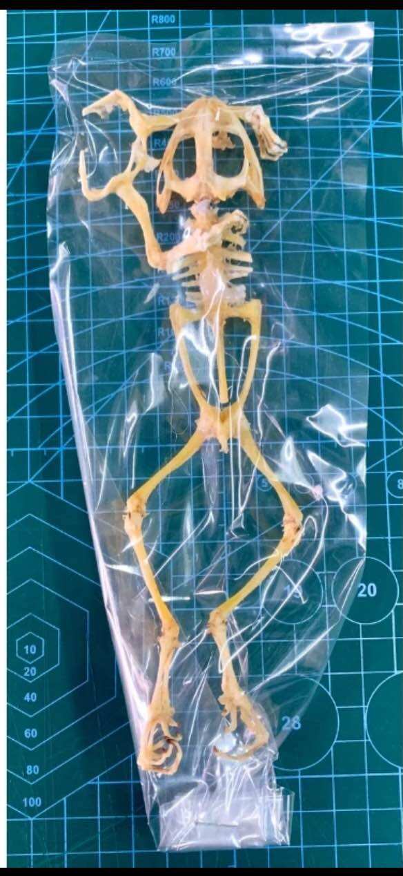 Skeleton of frog 100% original frog bones | Lazada PH