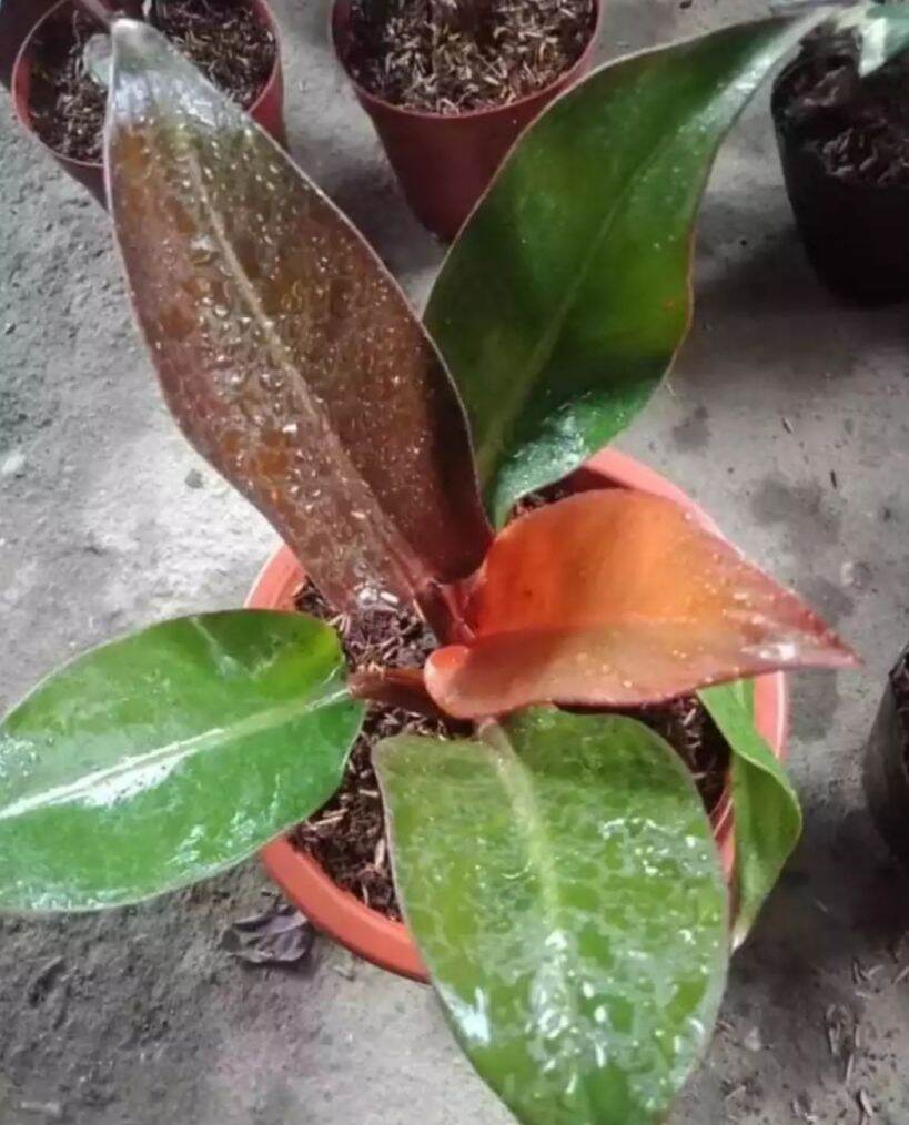 Philodendron Red Sun | Lazada PH