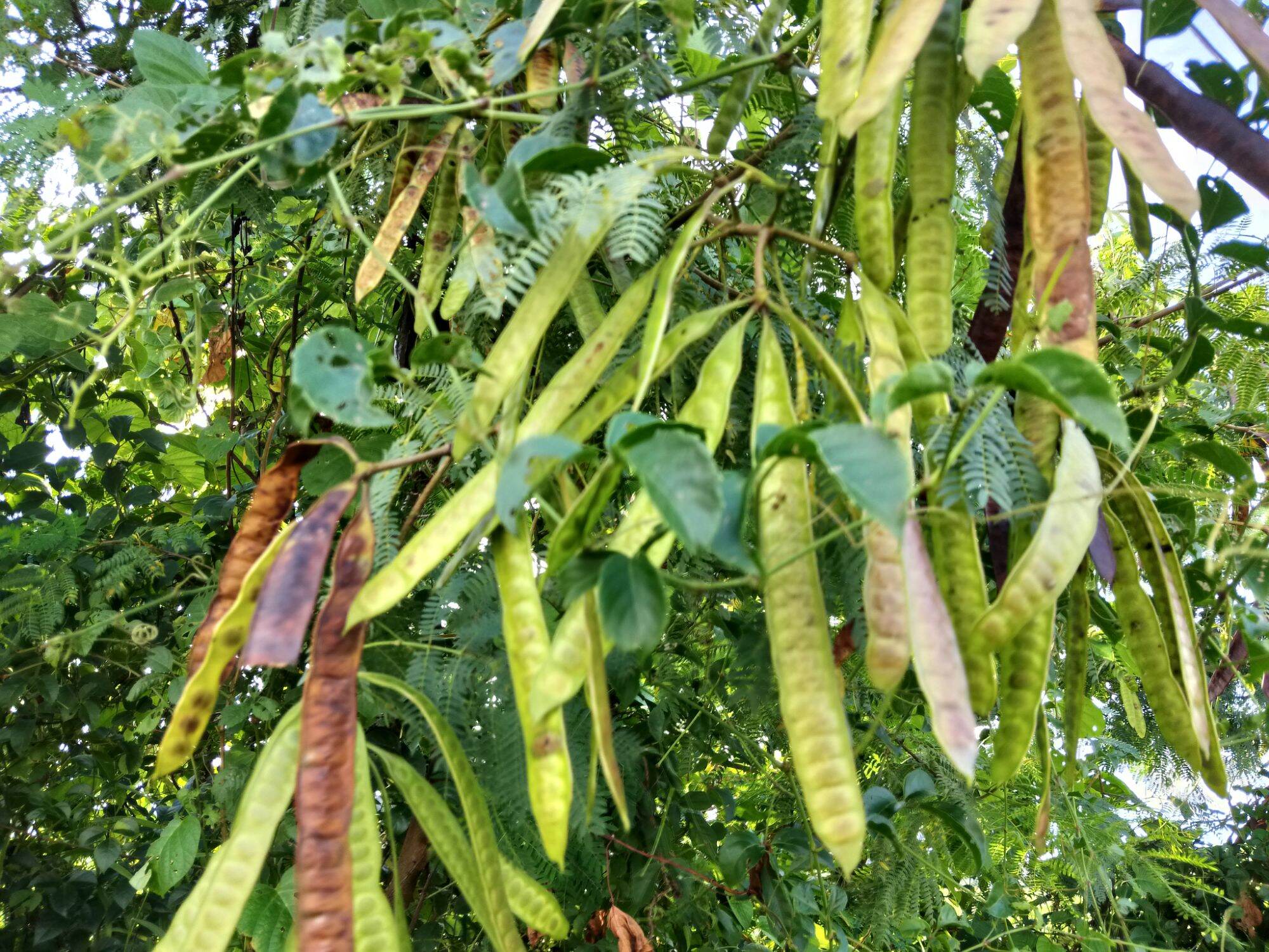 IPIL IPIL SEEDS 200SEEDS | Lazada PH