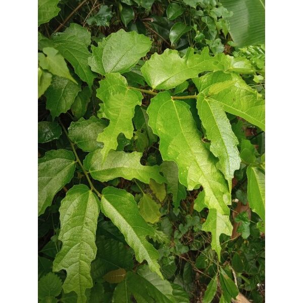 As is is Fresh leaves pakiling Ficus Ulmifolia leaves Fresh leaves(50 ...