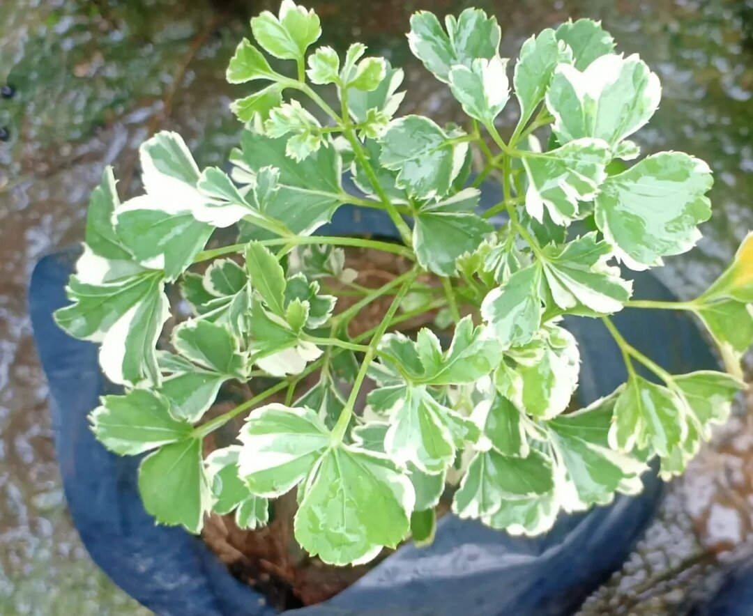 Varigated Papua kalipay live plant in plastic pot small size | Lazada PH