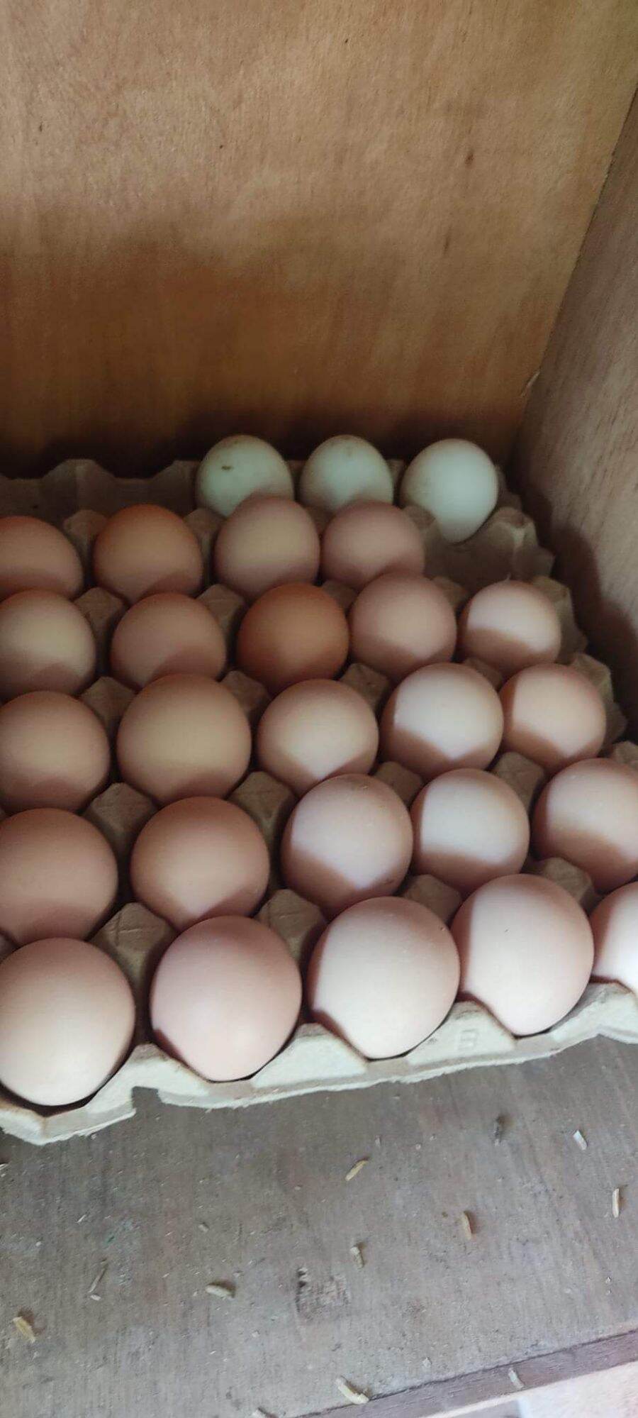 Fertile Egg of RIR and SHammo | Lazada PH