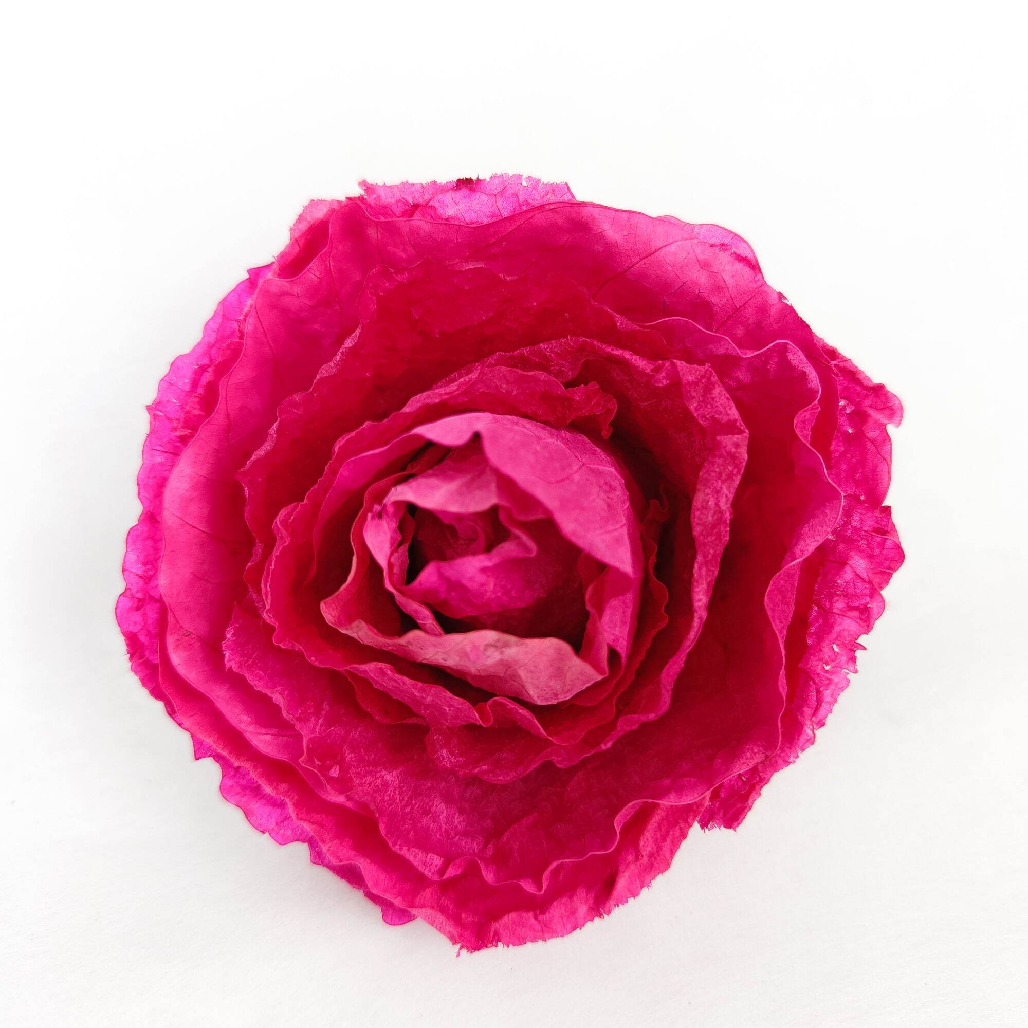 Dried Fossilized Rose Flower | MEDIUM | 1 Stem | Dried Natural Local ...