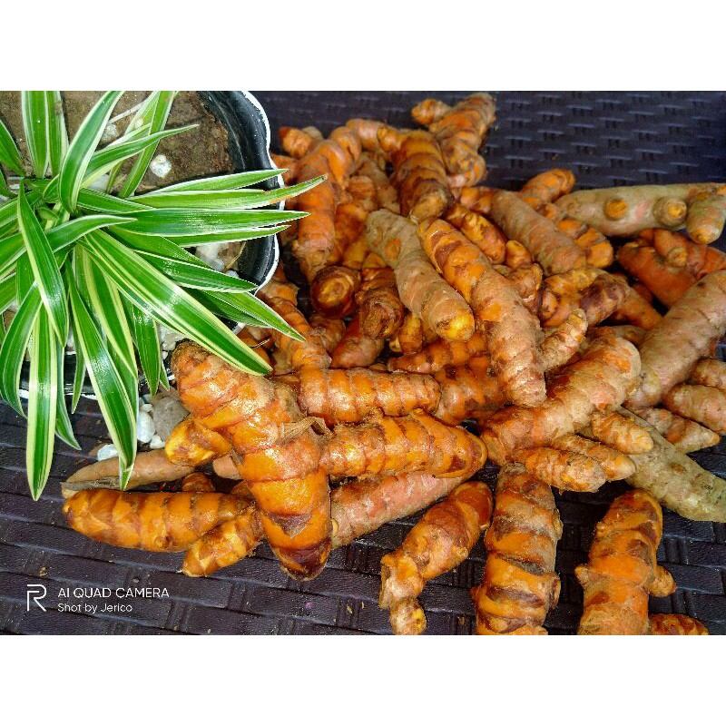 1 kg Luyang dilaw turmeric ginger from Ilocos | Lazada PH