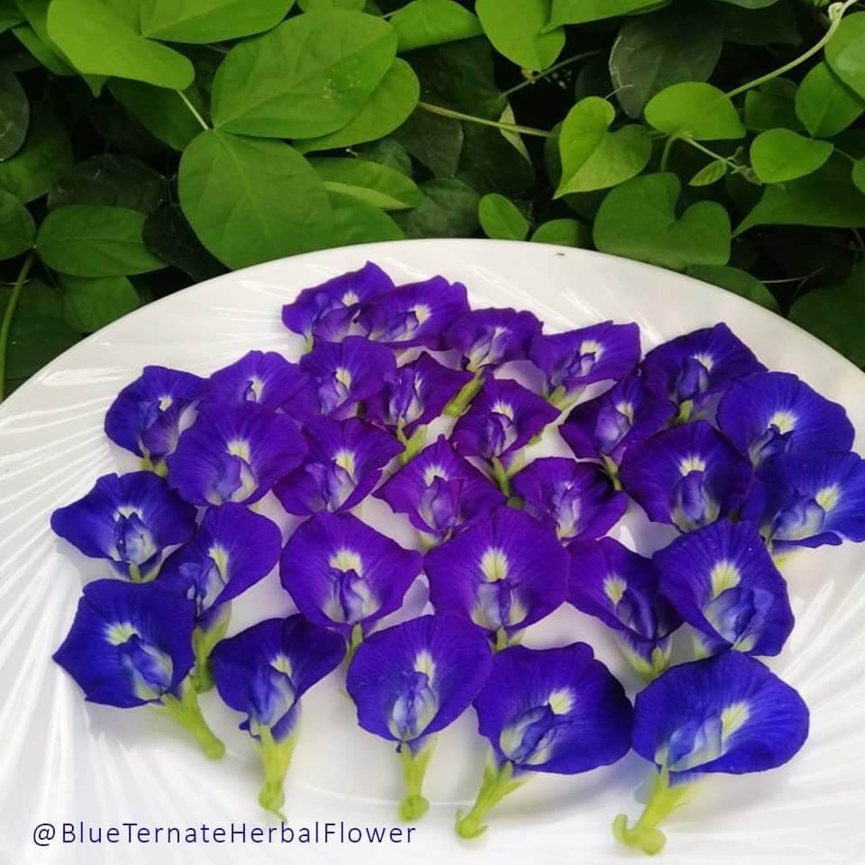 Dried Blue Butterfly Pea, blue tea, Clitoria Ternatea flowers 100g/50g ...