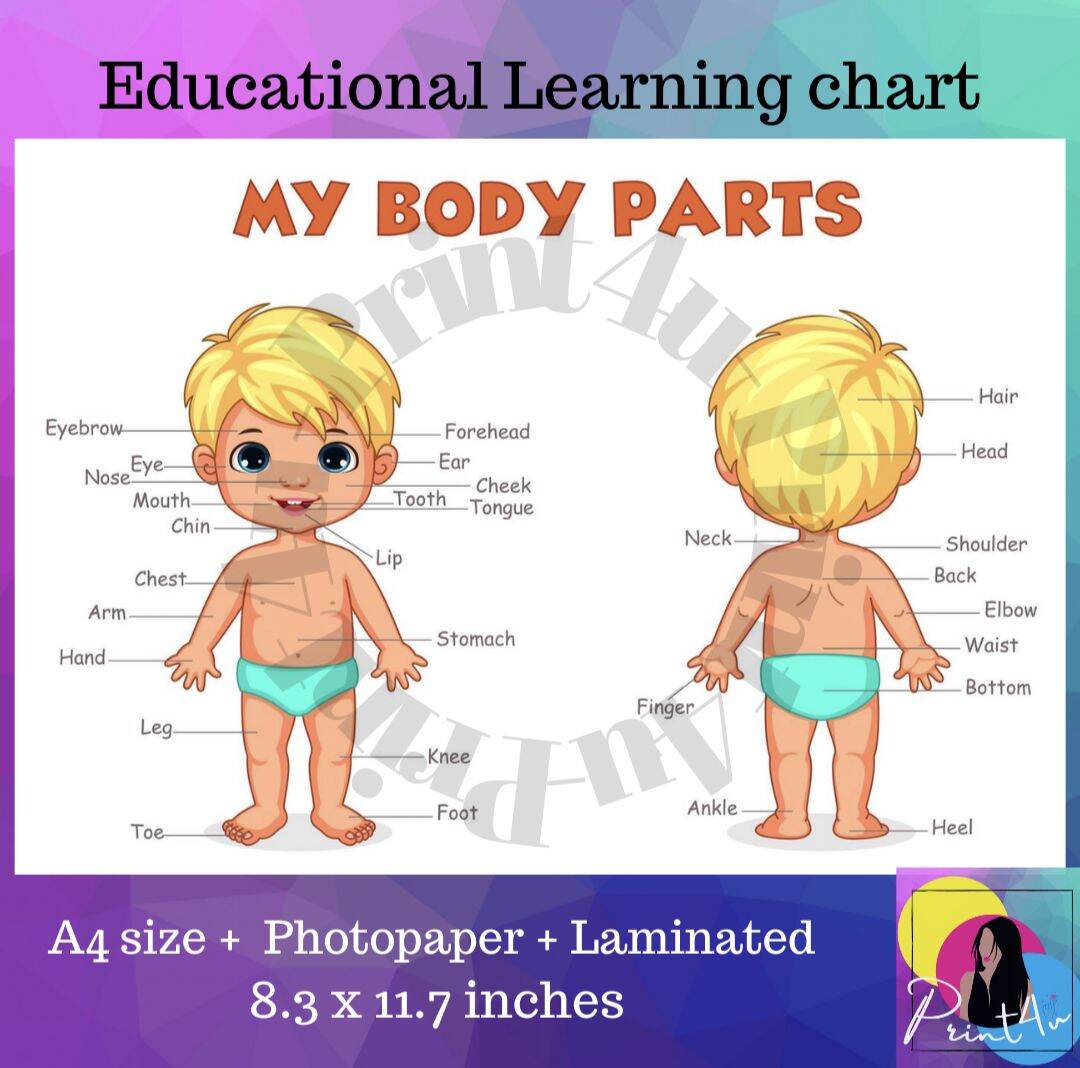 Body Parts Kids Learning chart Laminated | Lazada PH