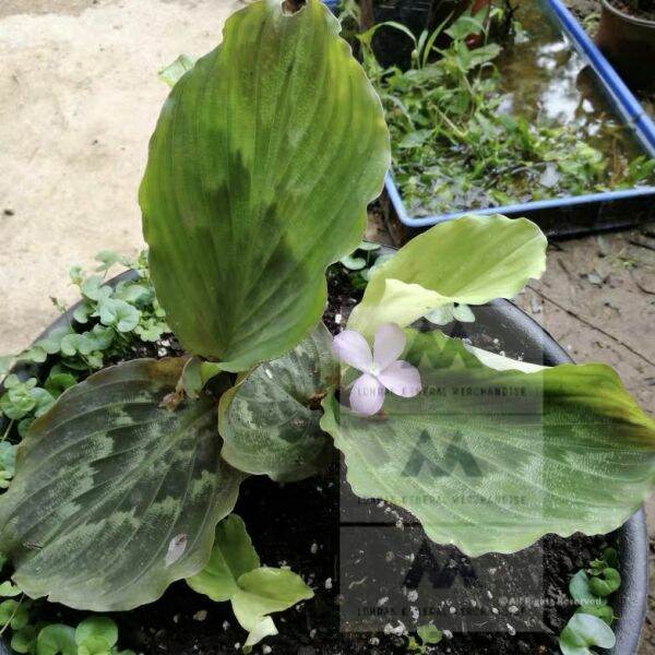 Peacock Ginger/ Kaempferia pulchra ginger rare Garden collection ...