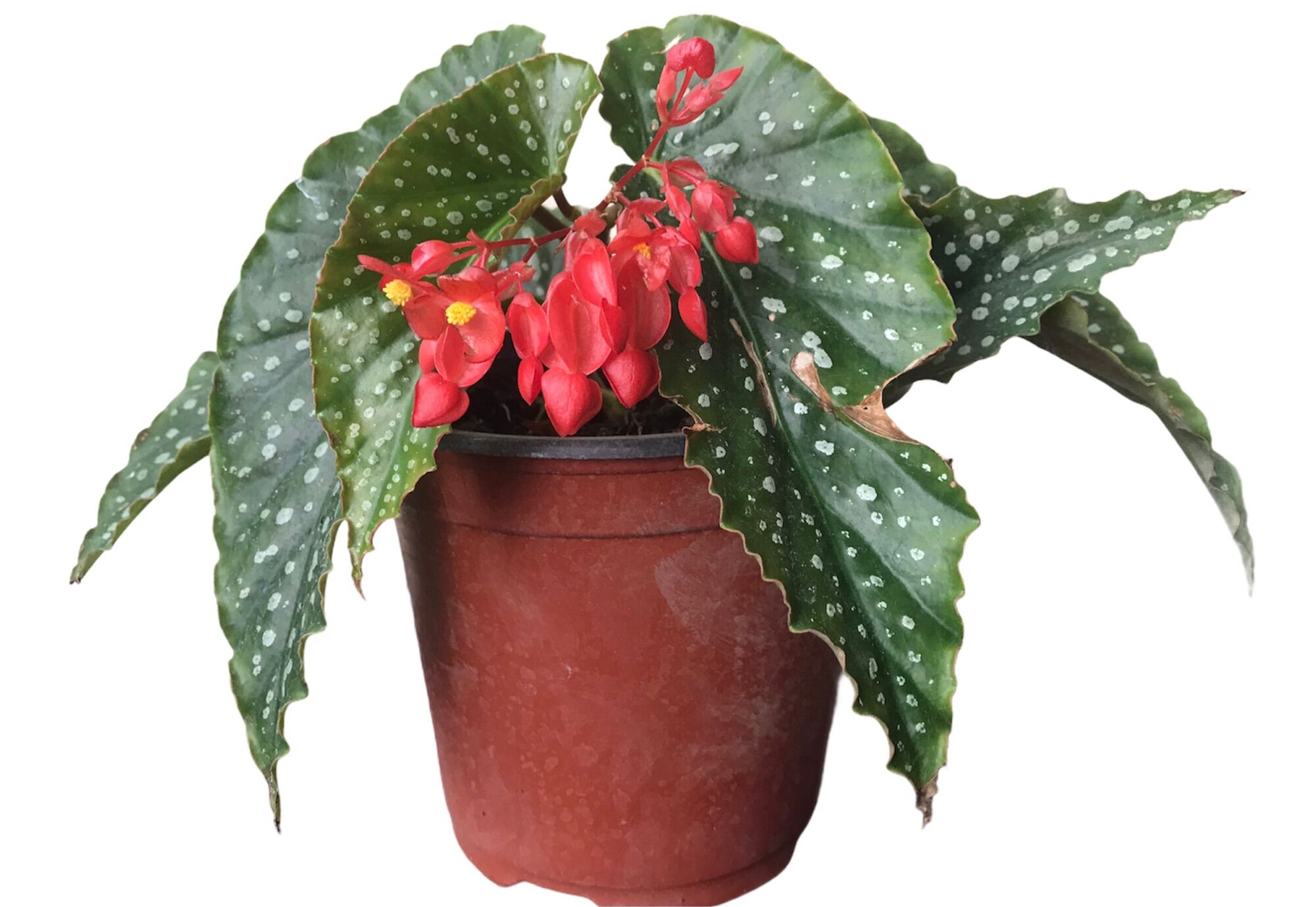 Home & Hobby Floral & Garden Crafts in 3 Spotted Begonia Begonia ...