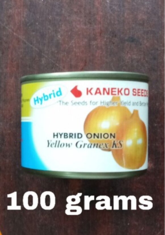 YELLOW GRANEX HYBRID ONION SEEDS 100 GRAMS ORIGINAL PACKING (KANEKO ...
