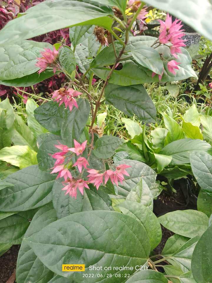 Cadena de Amor | Lazada PH