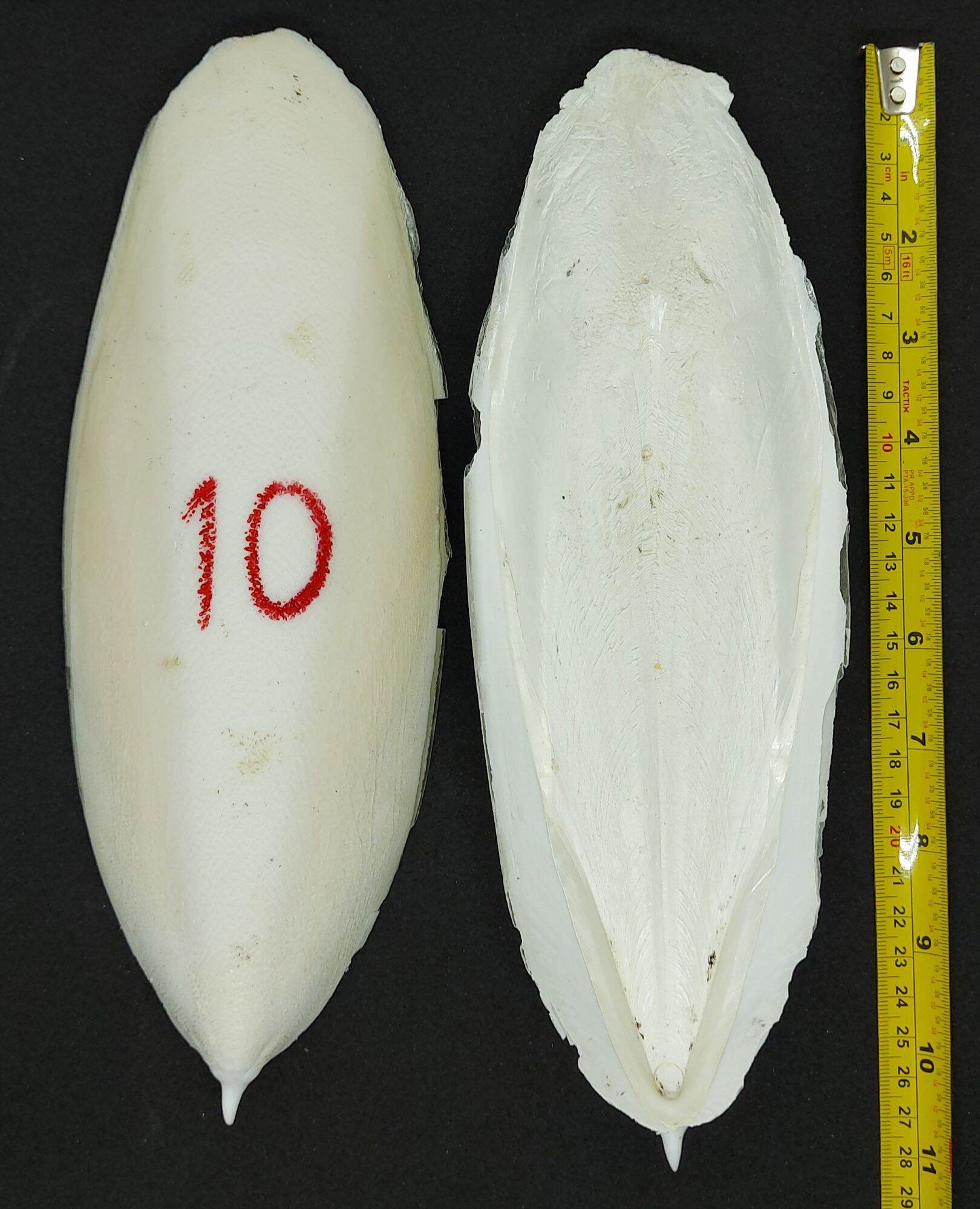 Cuttlebone (cuttle bone) for Birds | Lazada PH